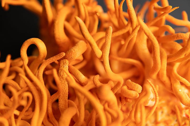 5 cách dùng đông trùng hạ thảo chữa mất ngủ hiệu quả ít ai biết